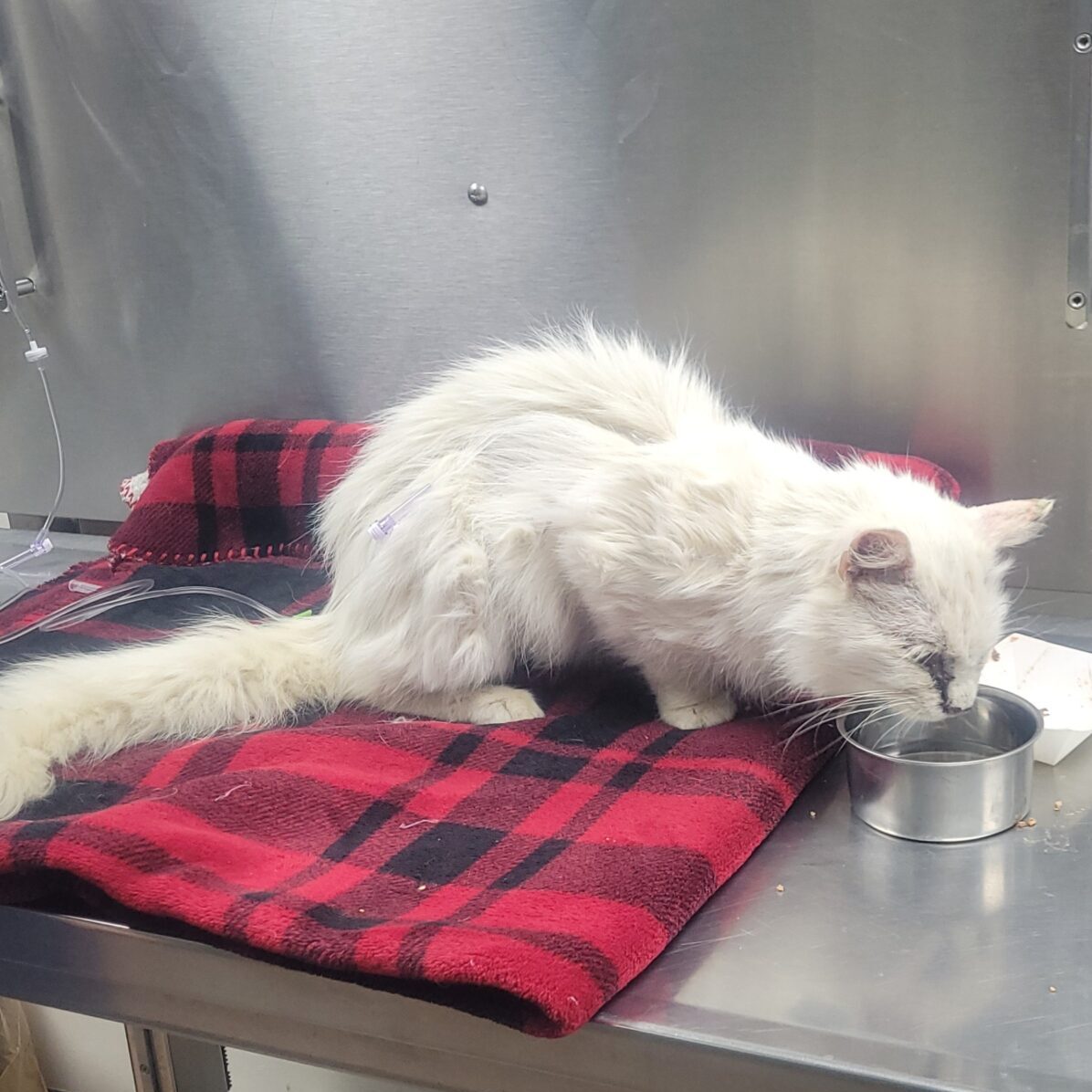 Life-Saving Stories - Humane Pennsylvania