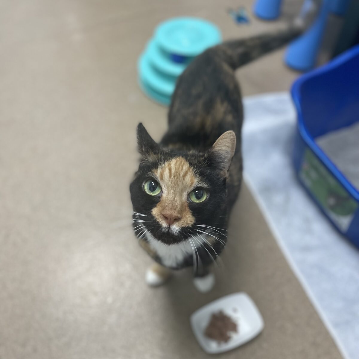 Available Cats - Humane Pennsylvania