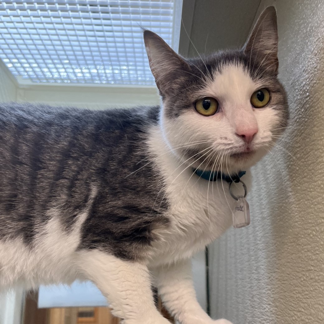 Available Cats - Humane Pennsylvania
