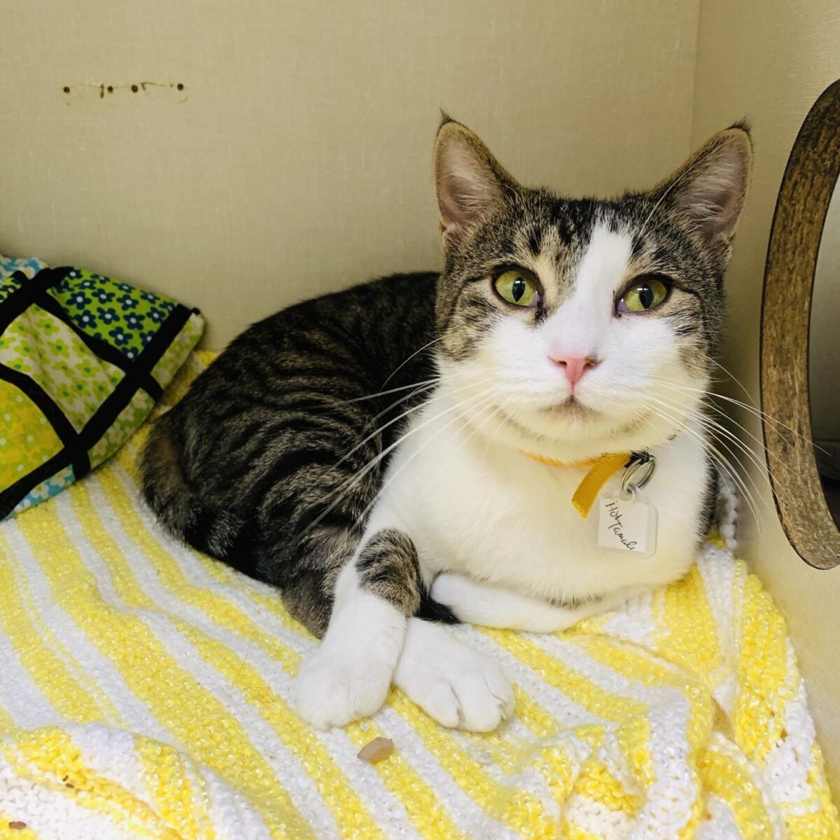 Available Cats - Humane Pennsylvania