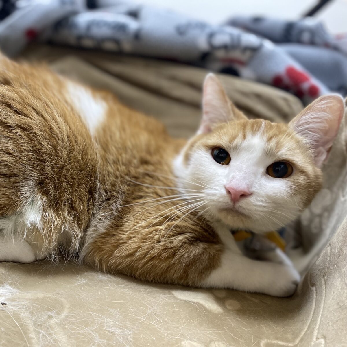Available Cats - Humane Pennsylvania