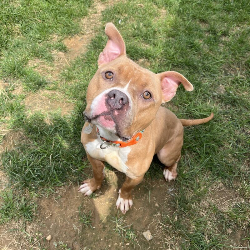 Available Dogs - Humane Pennsylvania