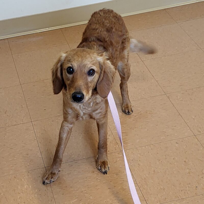 All Available Pets - Humane Pennsylvania