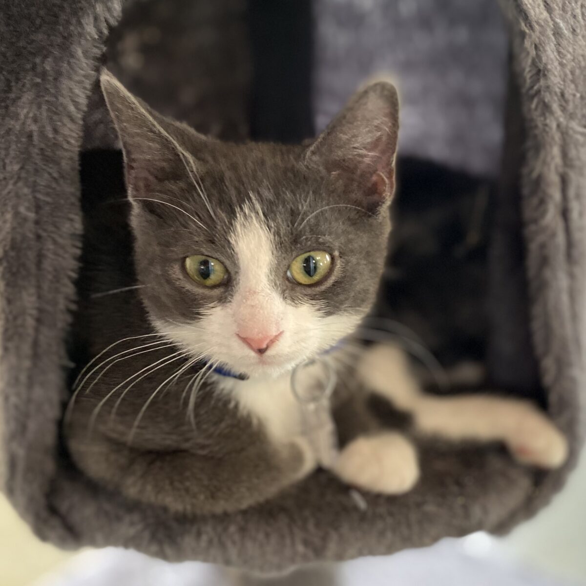 Available Cats - Humane Pennsylvania