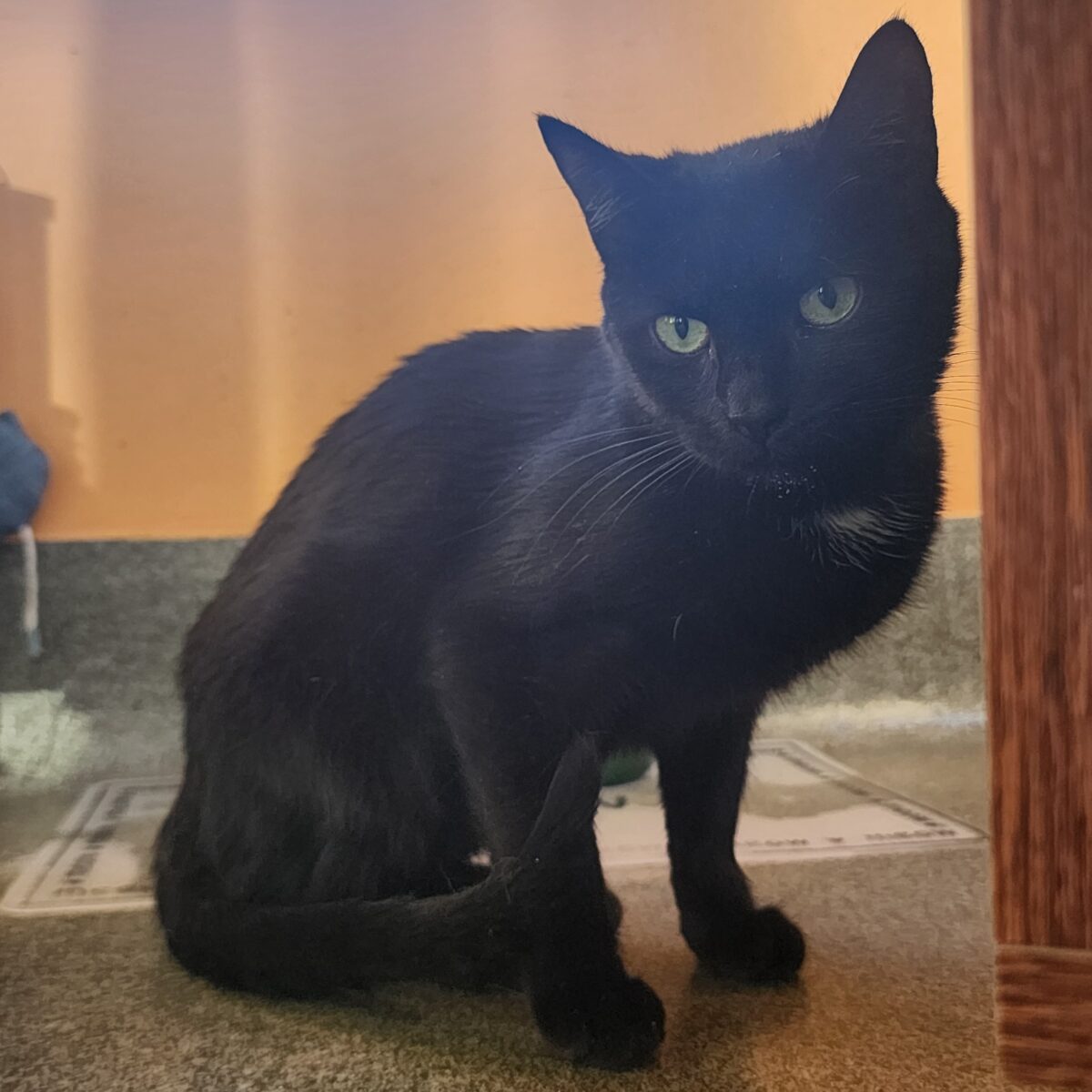 Available Cats - Humane Pennsylvania