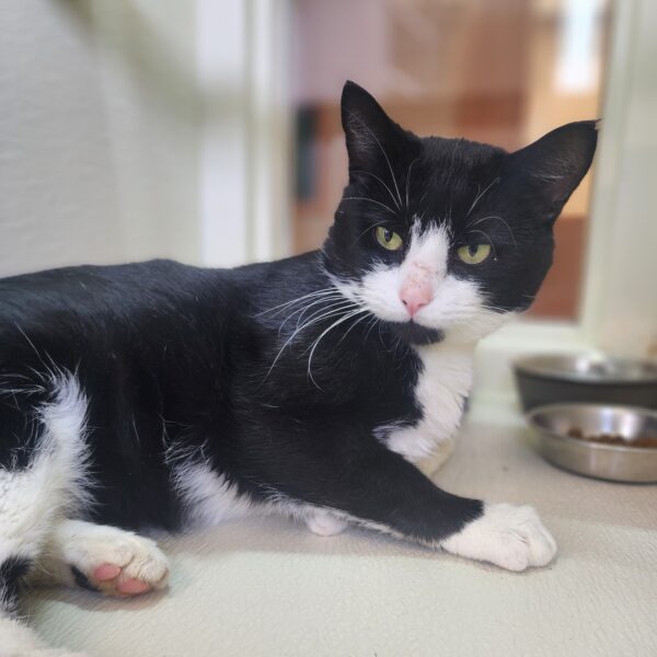Available Cats - Humane Pennsylvania