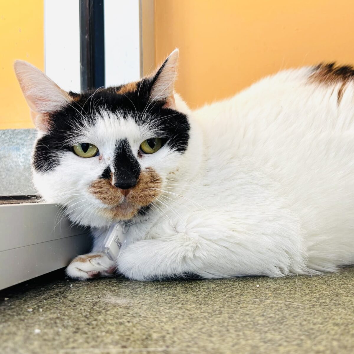 All Available Pets - Humane Pennsylvania