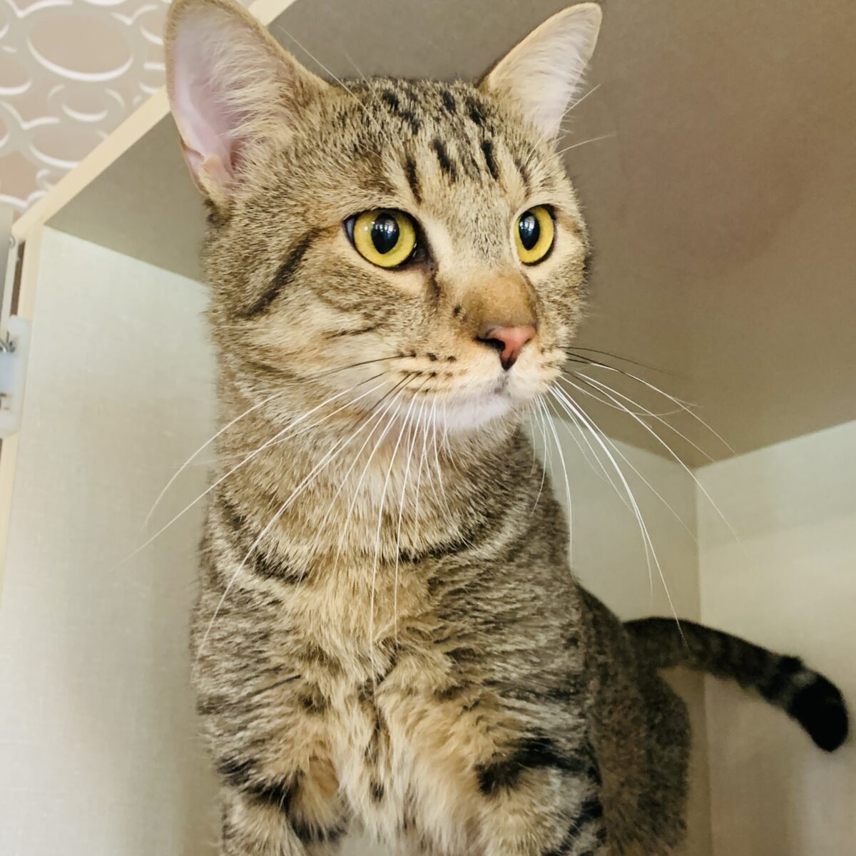 All Available Pets - Humane Pennsylvania