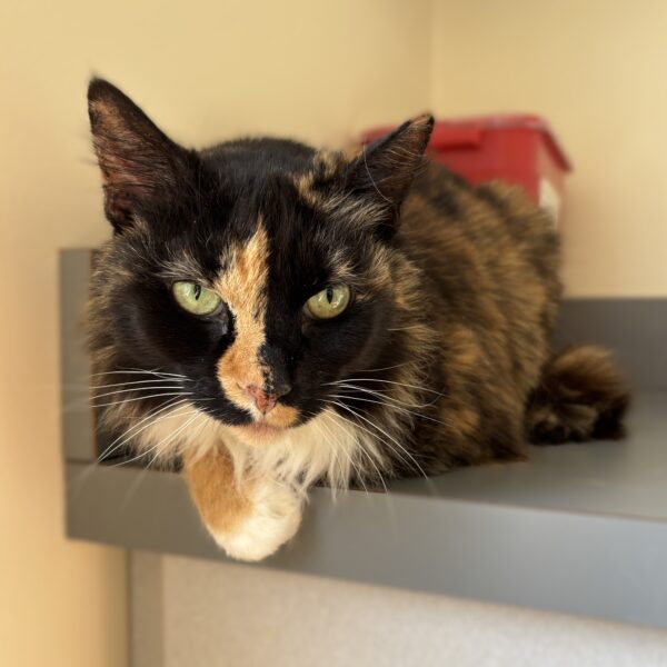 Available Cats - Humane Pennsylvania