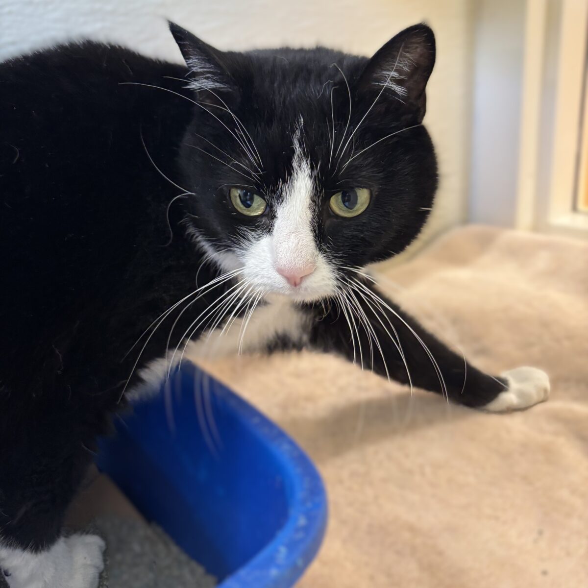 All Available Pets - Humane Pennsylvania
