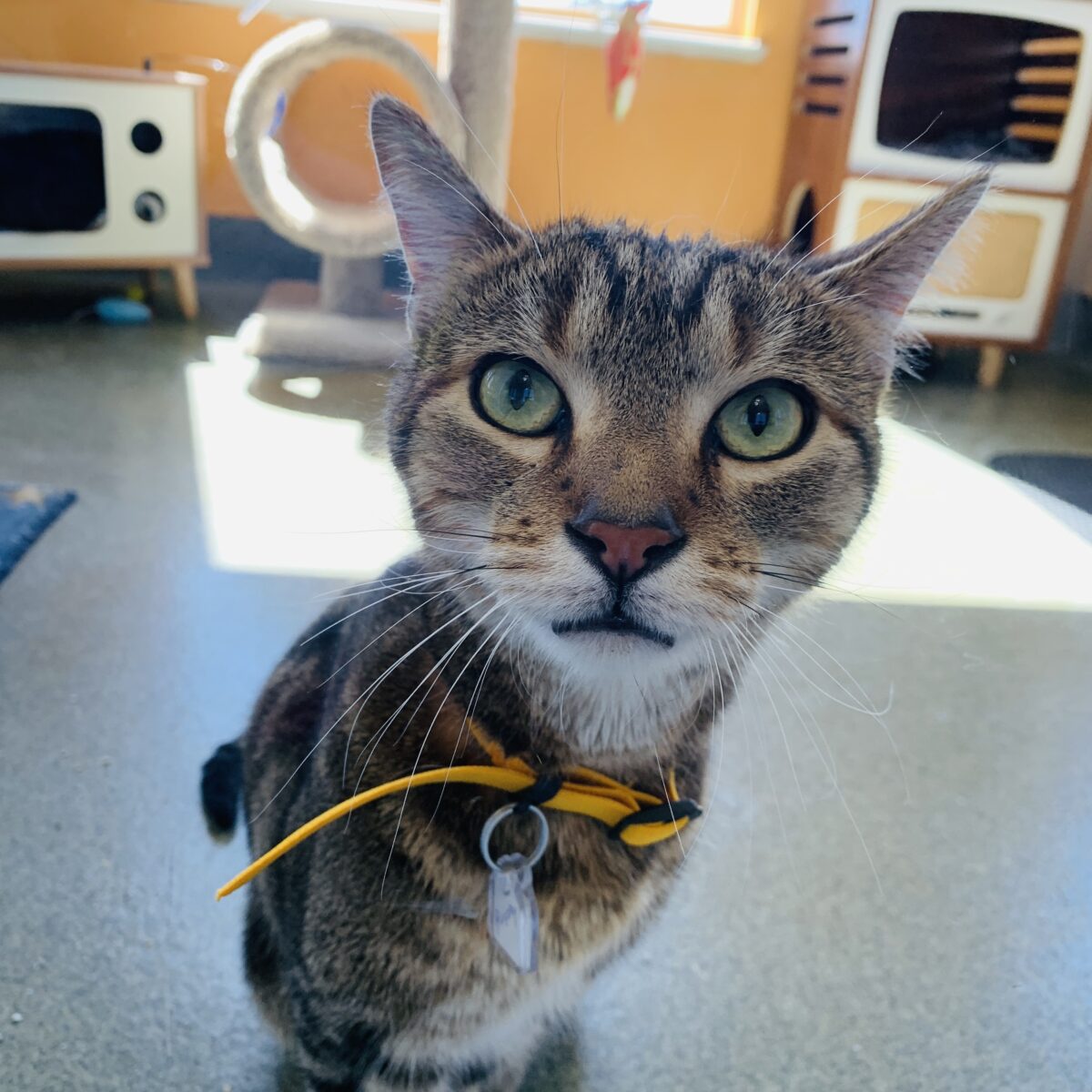 All Available Pets - Humane Pennsylvania