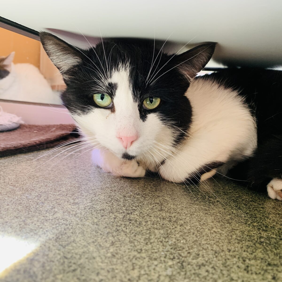 All Available Pets - Humane Pennsylvania