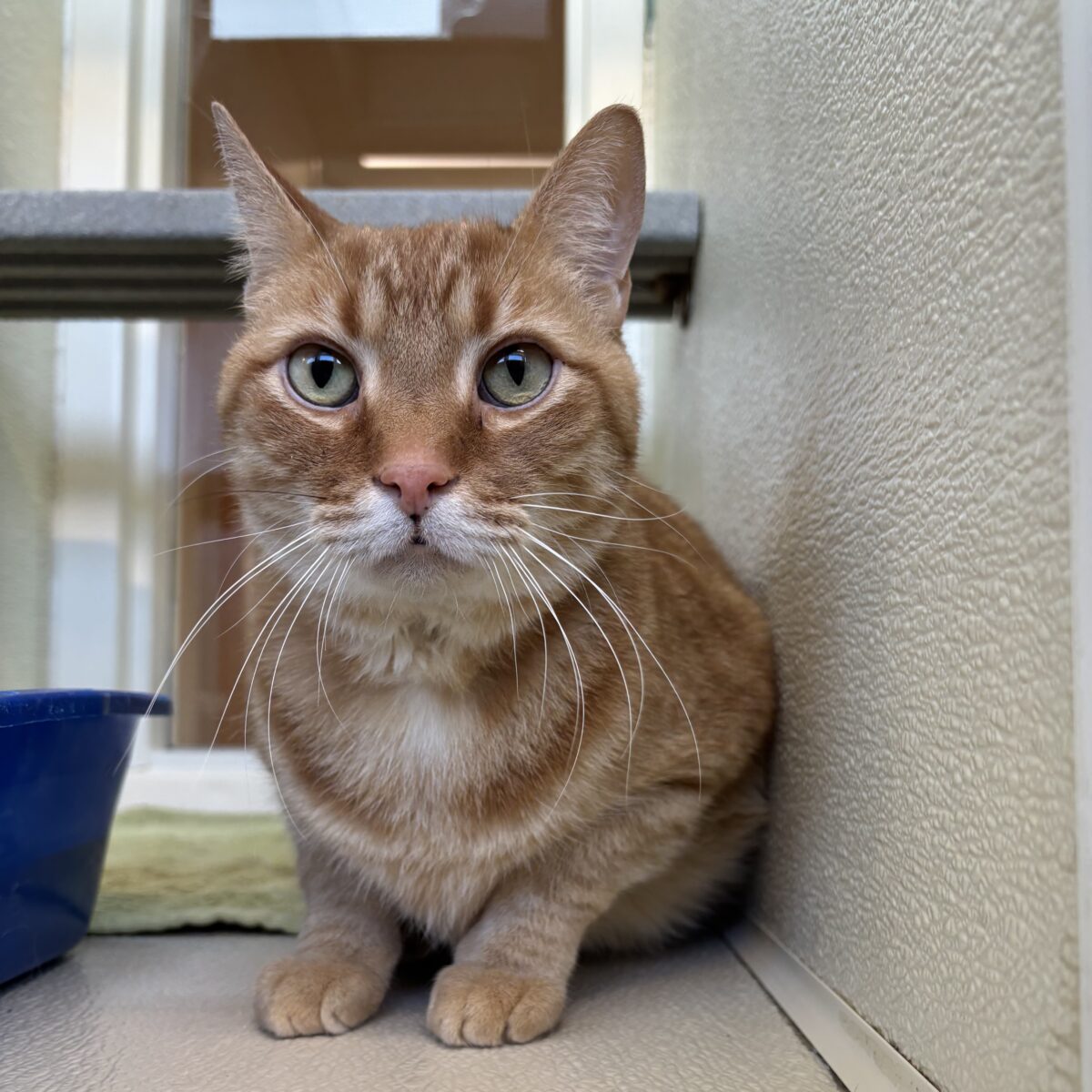 Available Cats - Humane Pennsylvania