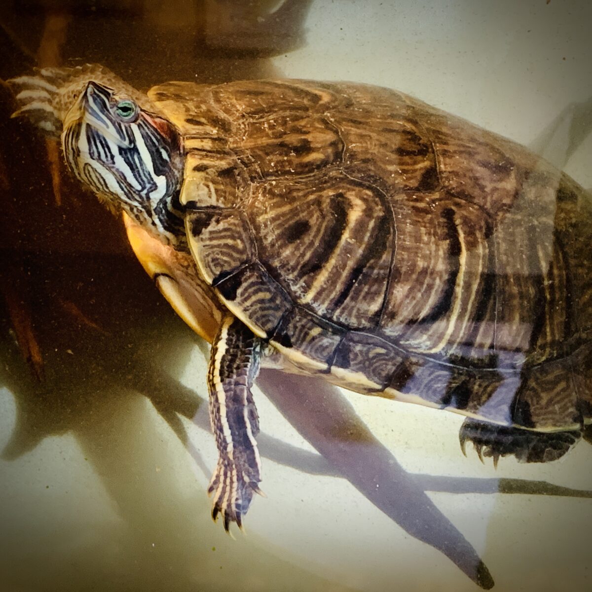 Available Critters - Humane Pennsylvania