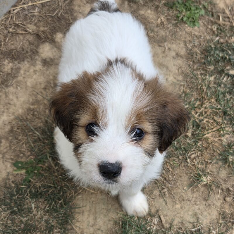 Croissant - Humane Pennsylvania